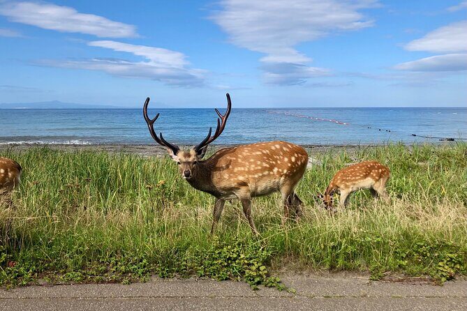 Sustainable Ezo Deer Craft Experience - Key Points