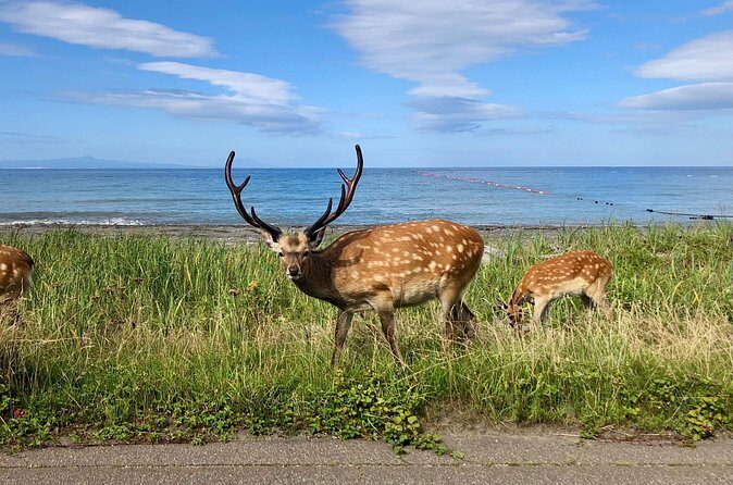 Sustainable Ezo Deer Craft Experience - Practical Details