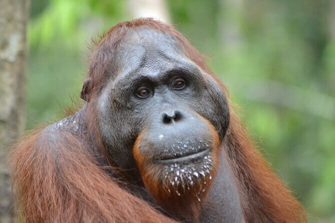Susur Sungai Arut , Down The Arut River - What Travelers Say