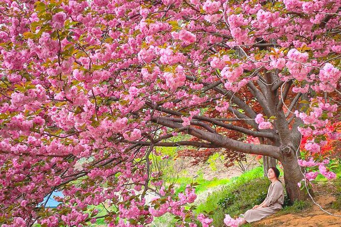 Suwon Hwaseon & King Cherry Blossom Gakwonsa & Flower Festival - The Itinerary: What You Can Expect