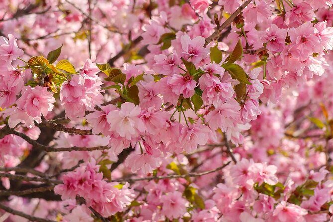 Suwon Hwaseon & King Cherry Blossom Gakwonsa & Flower Festival - FAQs: Practical Questions Answered