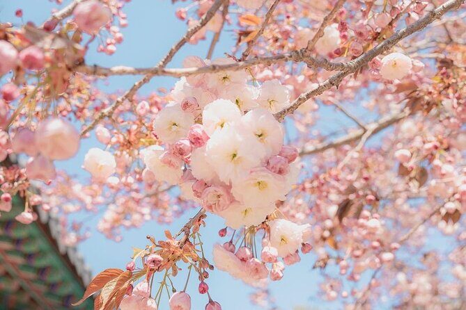 Suwon Hwaseon & King Cherry Blossom Gakwonsa & Flower Festival - References