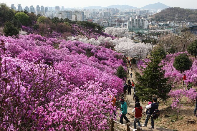 Suwon Hwaseong + Purple Flower(Azalea) + Cherry Blossom - Final Thoughts
