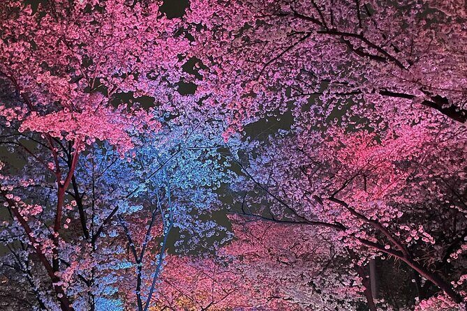 Suwon Hwaseong + Purple Flower(Azalea) + Cherry Blossom - FAQ