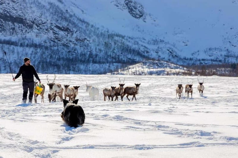 Svolvær: Sami Culture and Reindeer Experience - The Sum Up