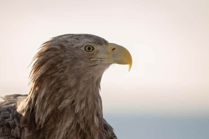 Svolvær: White-Tailed Eagle Safari with professional RIB - Key Points