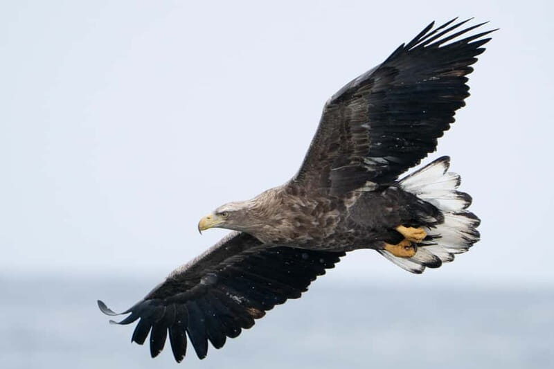 Svolvær: White-Tailed Eagle Safari with professional RIB - Comfort, Snacks, and the Arctic Atmosphere