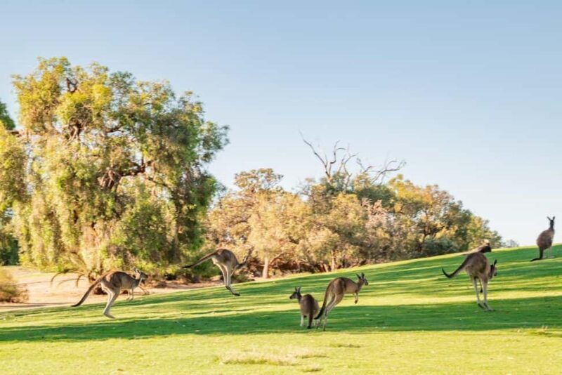 Swan Valley: Golf Cart Kangaroo Safari w/ Mini Golf & Drink - An Authentic Look at the Swan Valley: What to Expect