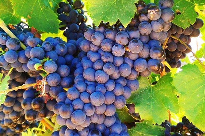 Swan Valley Region Private Day Tours - Final Thoughts: Who Is This Tour Best For?