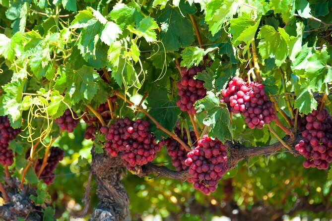 Swan Valley Wine Discovery: Private Tour from Perth - An In-Depth Look at the Swan Valley Private Wine Tour