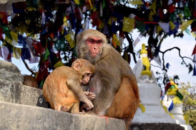 Swayambhunath and Patan Durbar Square Half Day Tour in Kathmandu - What the Reviews Say