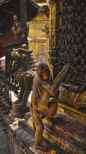 Swayambhunath: Sunset and City Lights Tour - Swayambhunath: Sunset and City Lights Tour