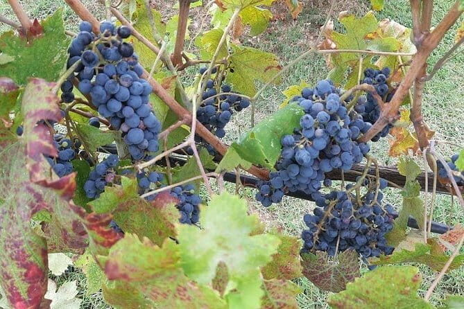 "Sweet Hills of Chianti & San Gimignano" with Lunch & 2 Tastings - Exploring the Itinerary