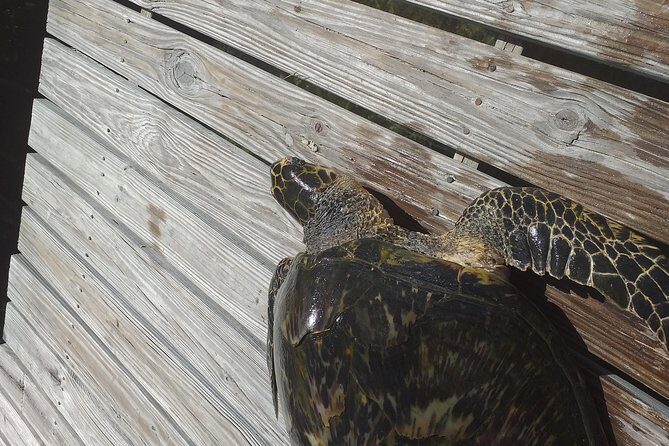 Sweetings Cay Mangrove Kayaking and Turtles - An In-Depth Look at the Tour
