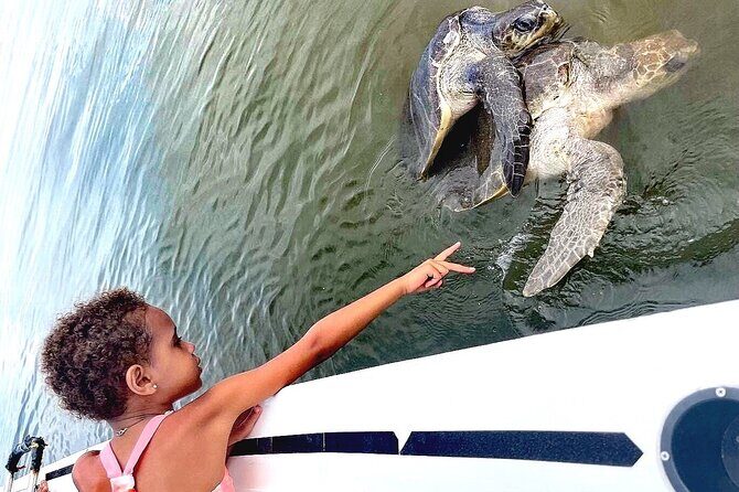 Swim and Paddle Board with Wild Dolphin Pods in Puerto Vallarta - Final Thoughts