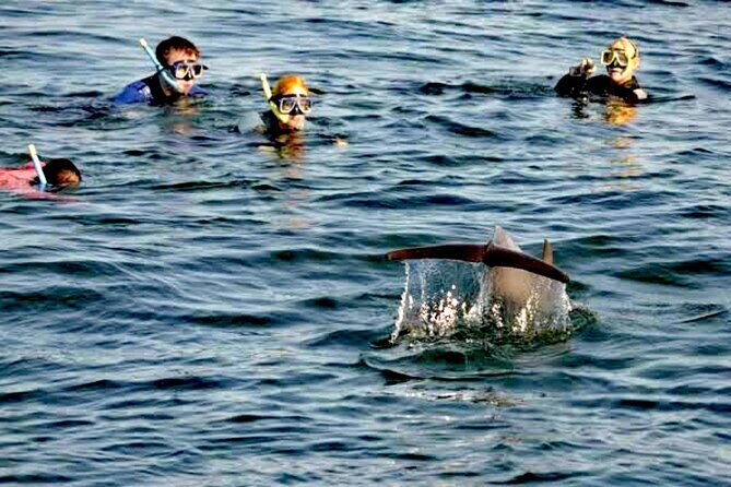 Swim and Paddle Board with Wild Dolphin Pods in Puerto Vallarta - FAQs