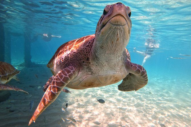 Swim and Snorkel with Sea Turtles - Booking and Price