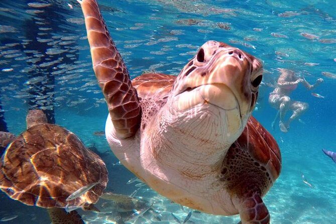Swim and Snorkel with Sea Turtles - What to Keep in Mind
