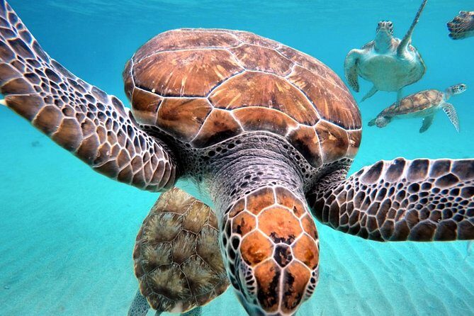Swim and Snorkel with Sea Turtles - Who Will Love This Tour?