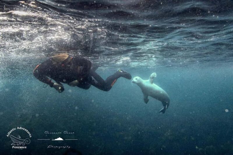 Swim and Snorkel with Seals. Boat Trip Penzance Cornwall - An In-Depth Look at the Tour Experience