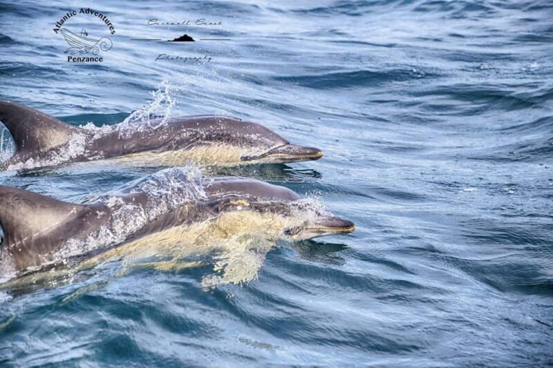Swim and Snorkel with Seals. Boat Trip Penzance Cornwall - FAQs