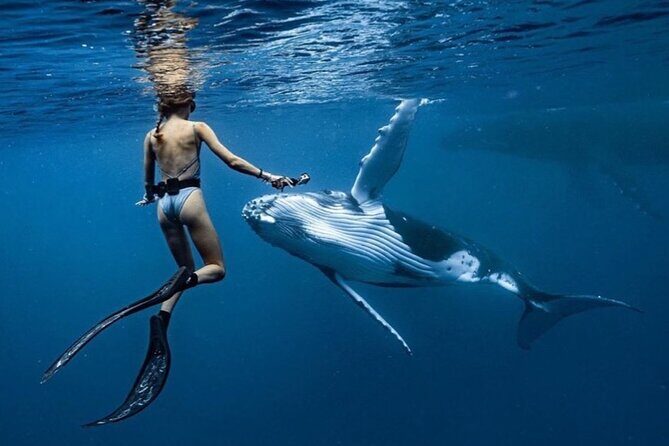 Swim in Moorea with Humpback Whales and More - An Up-Close Look at the Tour