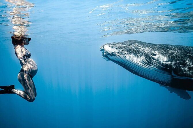 Swim in Moorea with Humpback Whales and More - FAQs