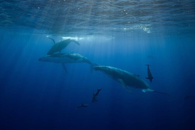 Swim in Moorea with Humpback Whales and More - Final Thoughts