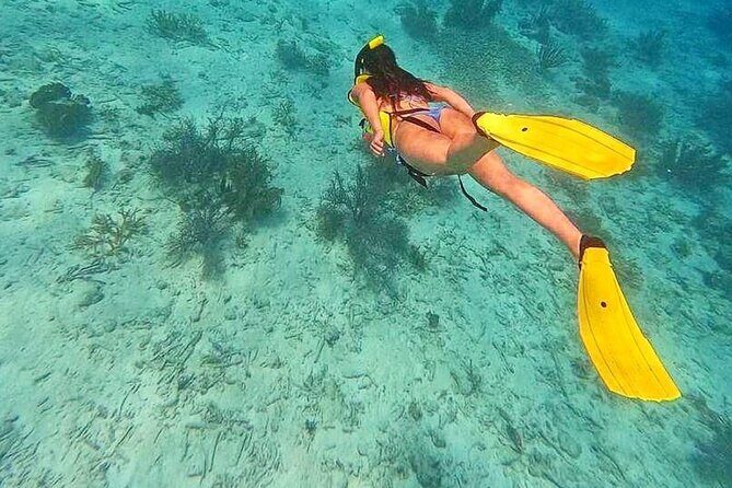 Swim & Reef Snorkeling Bonaire - Insights from Reviews