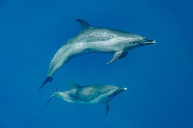 Swim With Dolphins & Turtles in West Oahu (Semi-Private Tours) - Pricing and Value Analysis
