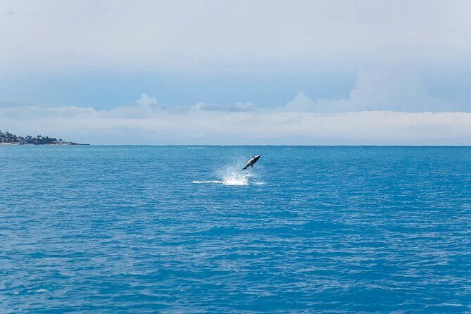 Swim With Dolphins & Turtles in West Oahu (Semi-Private Tours) - Practical Tips for Travelers