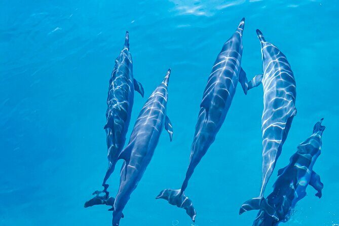 Swim With Dolphins & Turtles in West Oahu (Semi-Private Tours) - FAQ