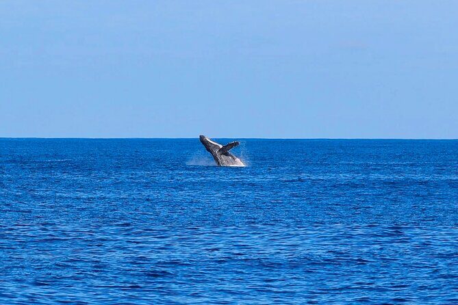 Swim With Dolphins & Turtles in West Oahu (Semi-Private Tours) - Final Thoughts