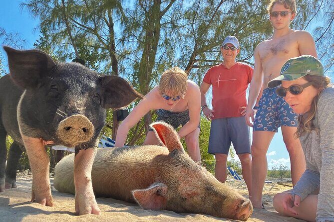 Swim with Famous Pigs at Rose Island - The Sum Up