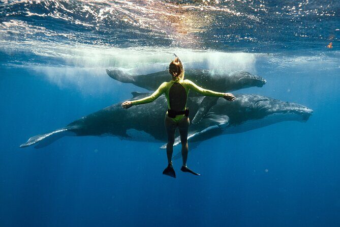 Swim with humpback whales - Key Points