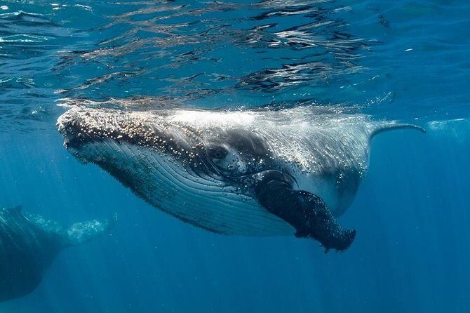 Swim with Humpback Whales - Ningaloo Reef - 3 Islands Whale Shark Dive - Introduction: What Makes This Tour Stand Out
