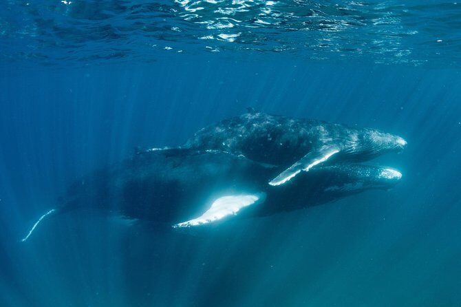 Swim with Humpback Whales - Ningaloo Reef - 3 Islands Whale Shark Dive - The Sum Up: Who Will Love This Tour?