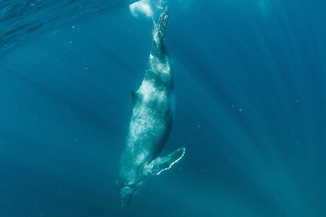 Swim with Humpback Whales - Ningaloo Reef - 3 Islands Whale Shark Dive - FAQ