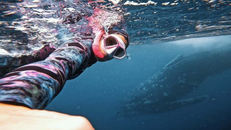 Swim with Humpback Whales: Sunshine Coast - A thorough look at what the tour offers