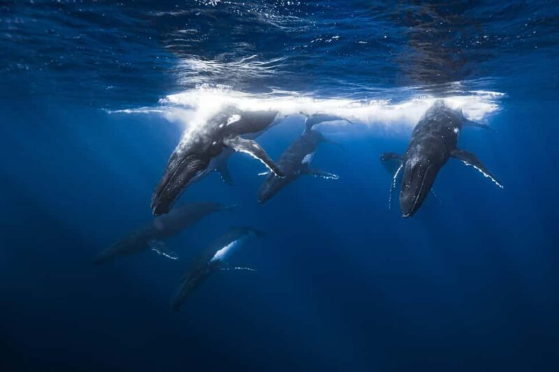 Swim with Humpback Whales: Sunshine Coast - What makes this tour stand out