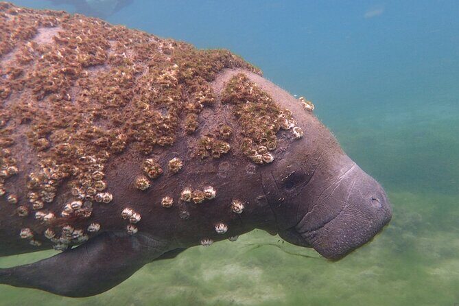 Swim with Manatees: Eco-Educational Tour in Crystal River - Who Will Love This Tour?