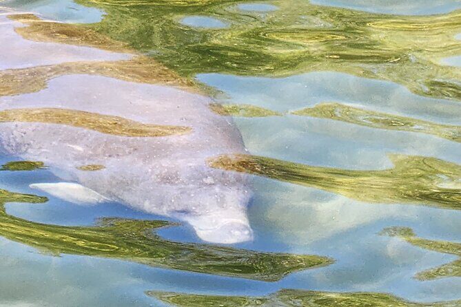 Swim With Manatees In Crystal River - An In-Depth Look at the Crystal River Manatee Snorkeling Tour
