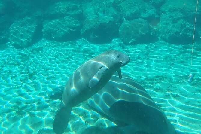 Swim With Manatees In Crystal River, Florida - Who Should Take This Tour?