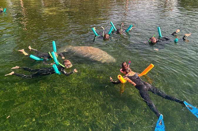 Swim with Manatees Private Tour - What to Expect on the Tour