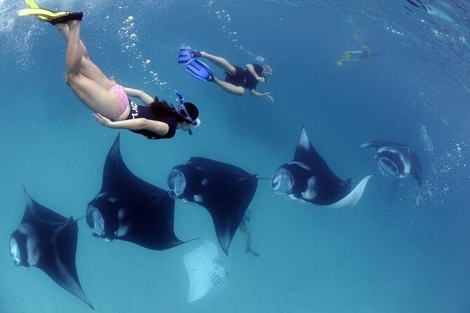 Swim with Manta Rays in Nusa Penida - ALL inclusive - Key Points