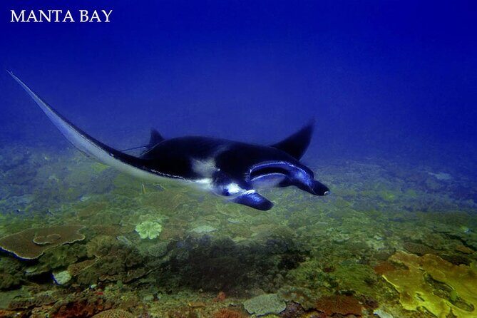 Swim With Manta Rays Nusa Penida Snorkeling - What to Expect from Each Stop