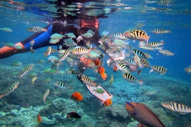 Swim with Manta Rays: Snorkeling Day Trip from Bali - Final Thoughts