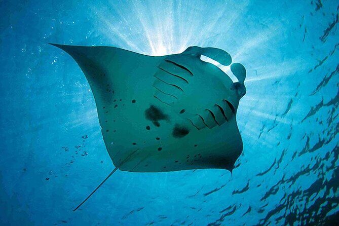 Swim With Manta Rays Snorkeling Nusa Penida - Key Points
