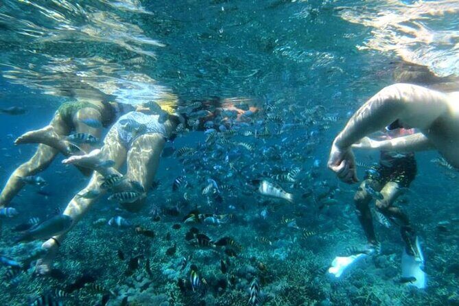 Swim With Manta Rays Snorkeling Nusa Penida - Who Is This Tour Best For?