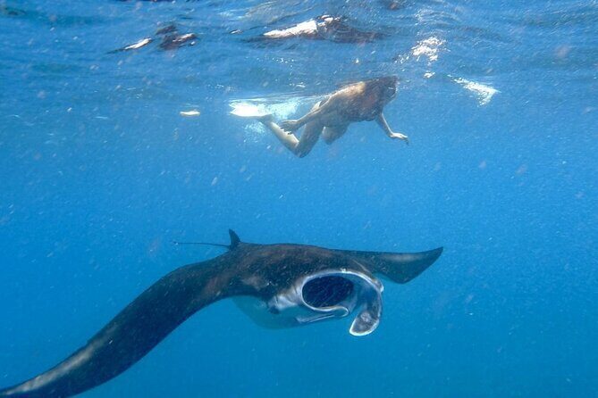Swim With Manta Rays Snorkeling Nusa Penida - FAQ